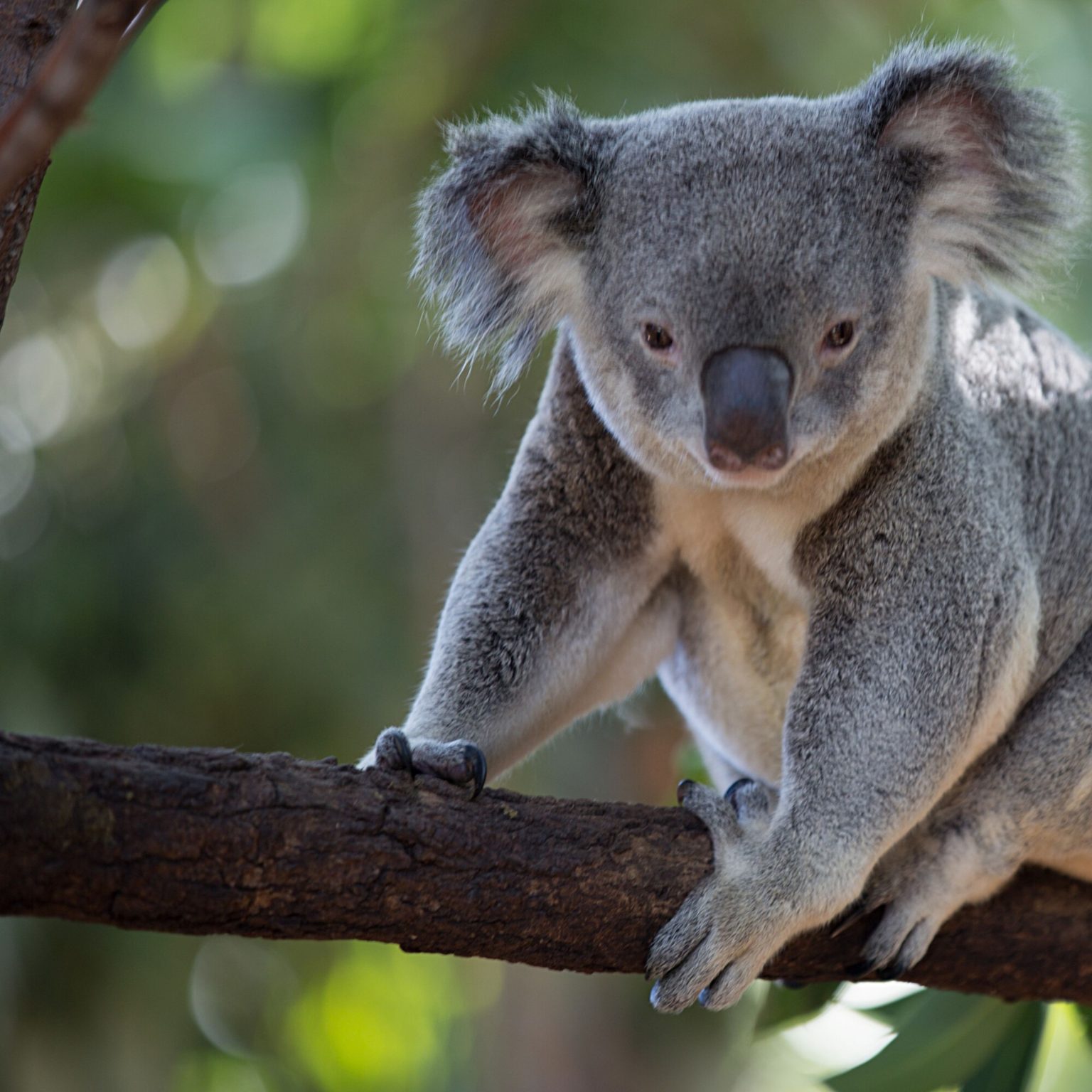 Green Fleet Australia Sustainability Mission – Modus Projects